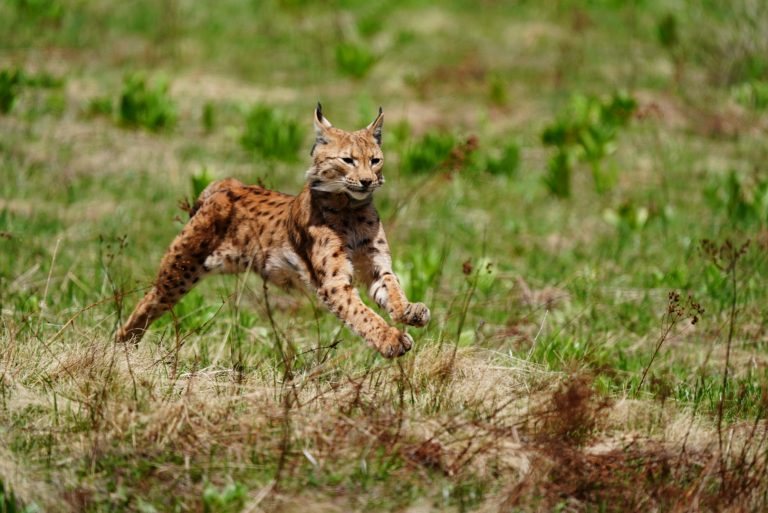 Ris na Velebitu - Hrvatski planinarski savez